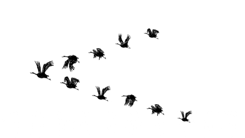 Birds Flock GIF by Flow Productions - Find & Share on GIPHY