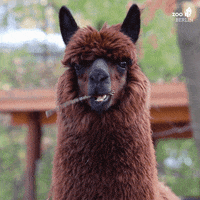 Spitting Llama Gif