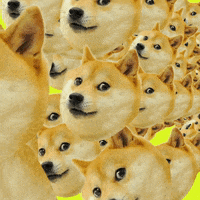 Doge To The Moon Gif