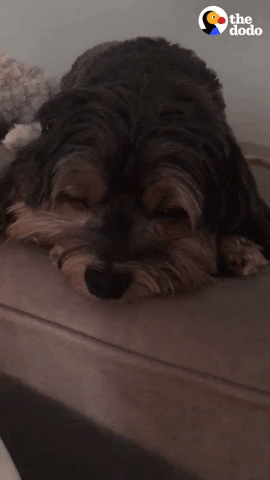 Nap Time Feels by The Dodo | GIPHY