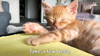 Cat-meditation GIFs - Get the best GIF on GIPHY