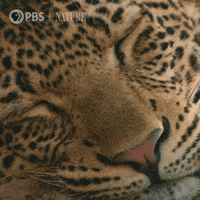 Giant Cat Gif