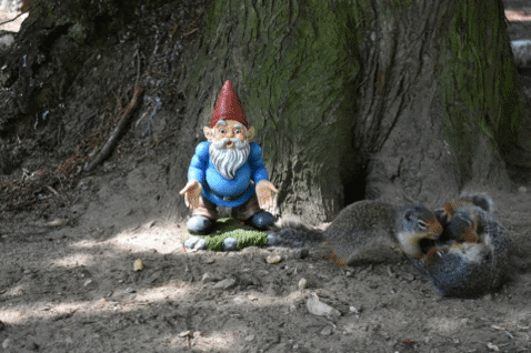 Squirrel-man GIFs - Get the best GIF on GIPHY