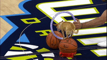 Dog GIF by NBA - Find & Share on GIPHY