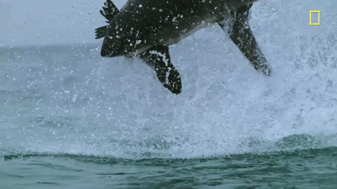 Hostile Planet: Oceans by National Geographic TV | GIPHY