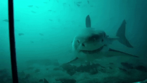 Hello GIF by Shark Week - Find & Share on GIPHY