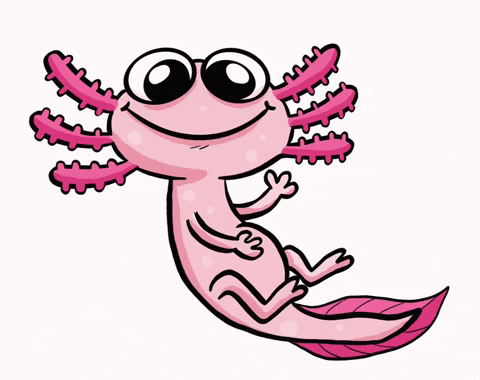 Axolotl Hello GIF by Boxadessin - Find & Share on GIPHY