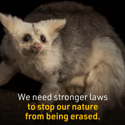 Australian Conservation Foundation GIF - Find & Share on GIPHY