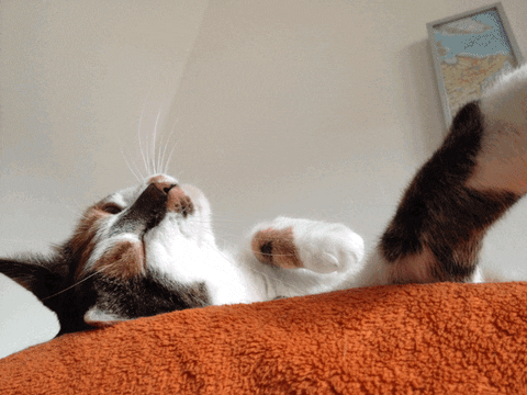 Calicocat GIFs - Get the best GIF on GIPHY
