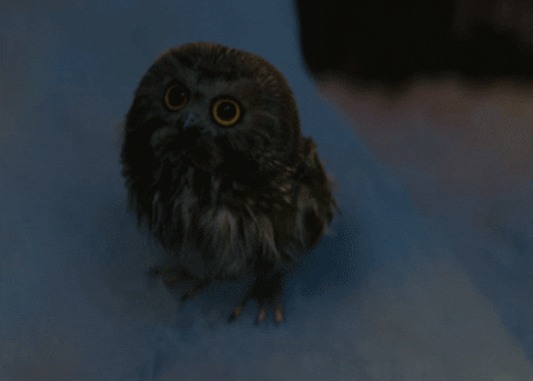 Owl-cute-snow GIFs - Get the best GIF on GIPHY
