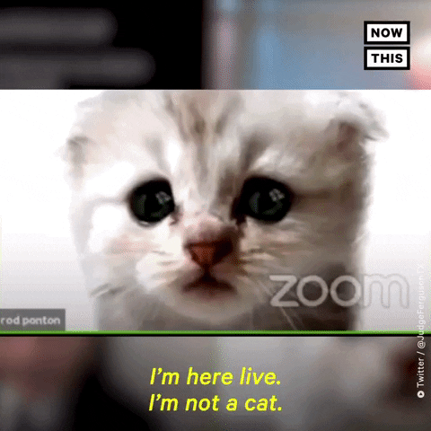 Cat Zoom GIFs - Get the best GIF on GIPHY