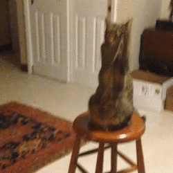 Cat Clapping GIFs - Find & Share on GIPHY