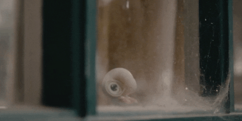 Looking Out Marcel The Shell With Shoes On GIF by A24 - Find & Share on ...