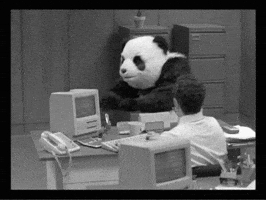 Panda Angry GIFs - Find & Share on GIPHY