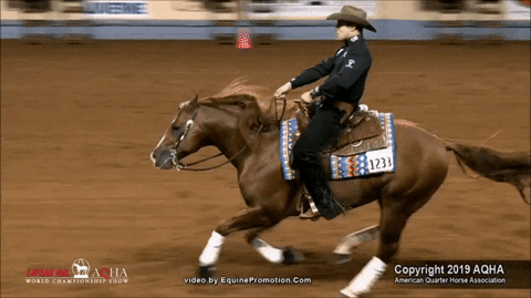 American Quarter Horse GIFs - Get the best GIF on GIPHY