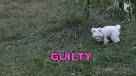 Guilty Dog GIFs - Get the best GIF on GIPHY