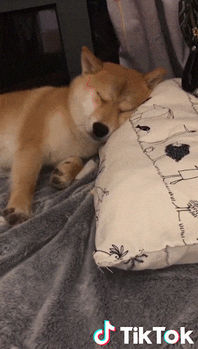 Loading Dog GIFs - Get the best GIF on GIPHY