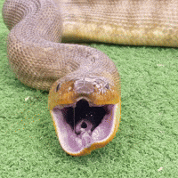 Snake Eating Mouse Gif