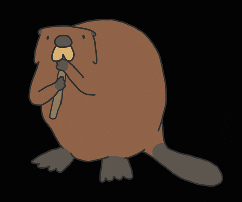 Beavers GIFs on GIPHY - Be Animated