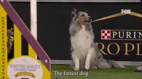 Agility-champion GIFs - Get the best GIF on GIPHY