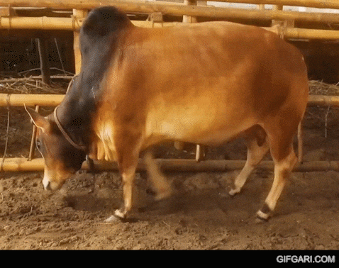 Ready To Fight A Cow GIFs - Get the best GIF on GIPHY