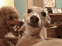Angry Dog Gif