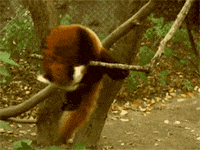 Red Panda Attack Gif