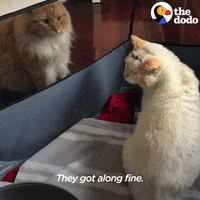 Impatient Cat Gif