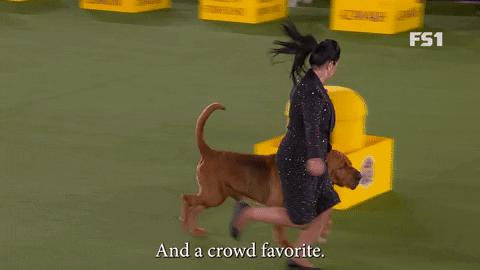 Westminster Dog Show Trumpet GIF by Westminster Kennel Club - Find ...