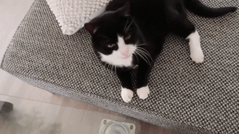 Katt Takle Klem Gif Cat Knocking Things Off Tables Gif GIFs | Tenor