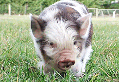 Pig GIFs - Find & Share on GIPHY