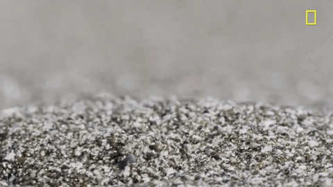 Hostile Planet: Oceans by National Geographic TV | GIPHY