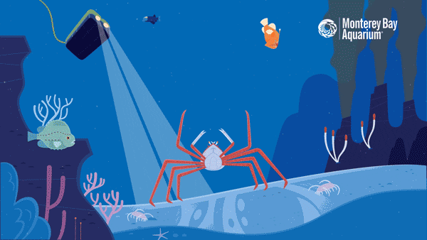 Deep Sea Swimming GIF by Monterey Bay Aquarium - Find & Share on GIPHY