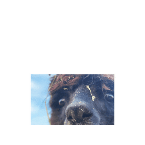 All Seated in a Barn GIFs on GIPHY - Be Animated