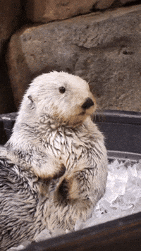 Otters Stacking Cups Gif