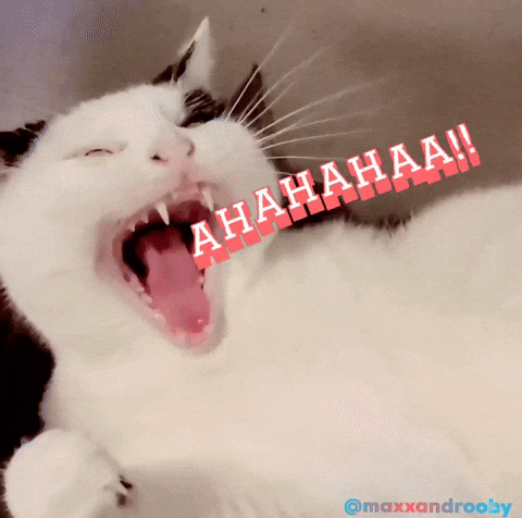 Cat Laughing GIFs - Find & Share on GIPHY