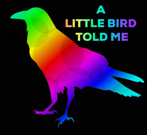 Colorful Bird GIFs - Get the best GIF on GIPHY