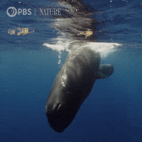 Exploding Sperm Whale Gif