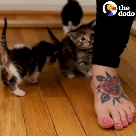 National Kitten Day GIFs - Get the best GIF on GIPHY