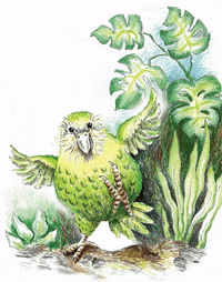 Kakapo Bird Gif