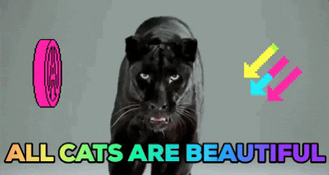 Anarchist Cats GIFs - Get the best GIF on GIPHY