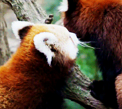 Red Panda GIFs - Find & Share on GIPHY