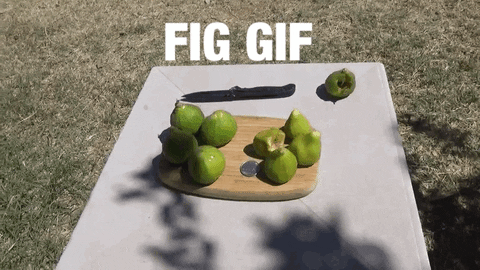 Figging GIFs - Get the best GIF on GIPHY