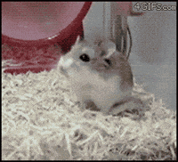 Crazy Hamster Gif