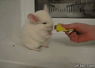 New trending GIF tagged food animal mouse luring… | Trending Gifs