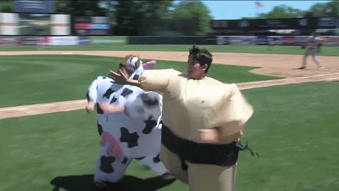 Cow Dive GIFs - Get the best GIF on GIPHY