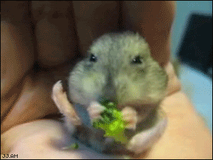 Hamsters Eating GIFs - Find & Share on GIPHY
