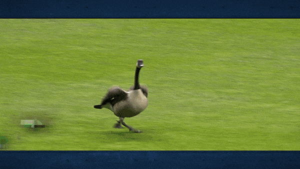 Animal Kingdom GIFs on GIPHY - Be Animated