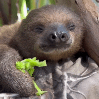 Sloths Leanbh Gleoite Gif Sloths GIFs | Tenor