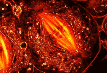 Mitosis Vs Meiosis GIFs - Get the best GIF on GIPHY